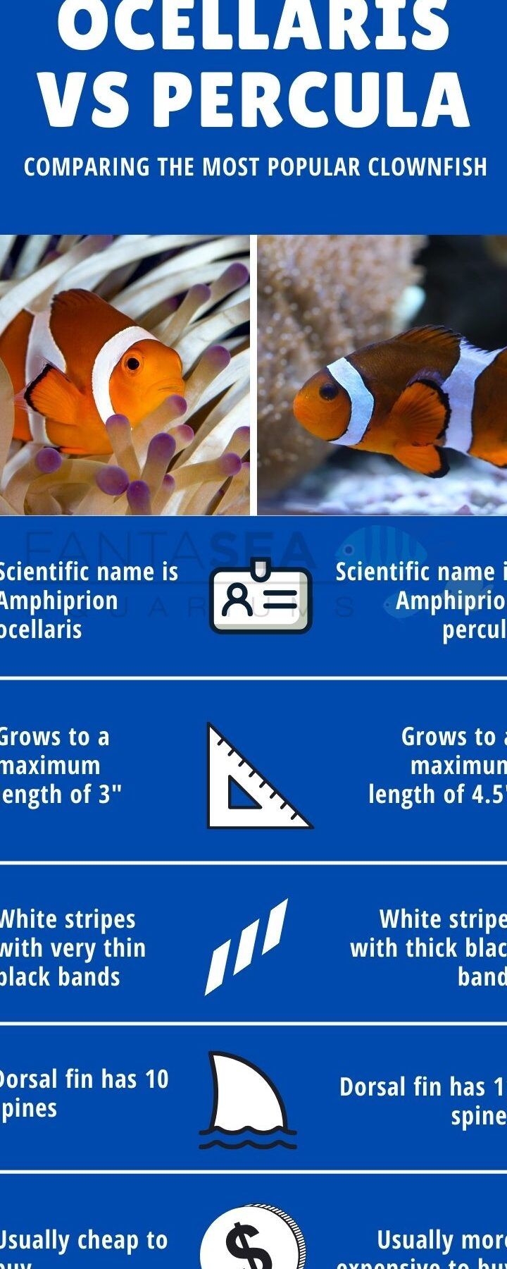 Verschil Ocellaris vs PERCULA Clownfish - Ontdek NU!